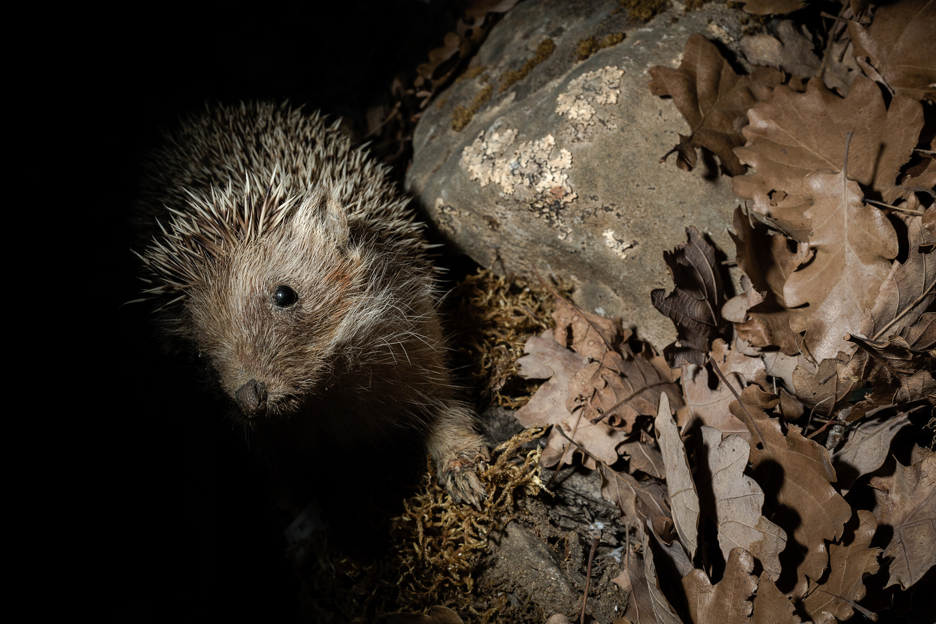 Al Museo di Zoologia Doderlein si festeggia il Carnevale degli animali ...